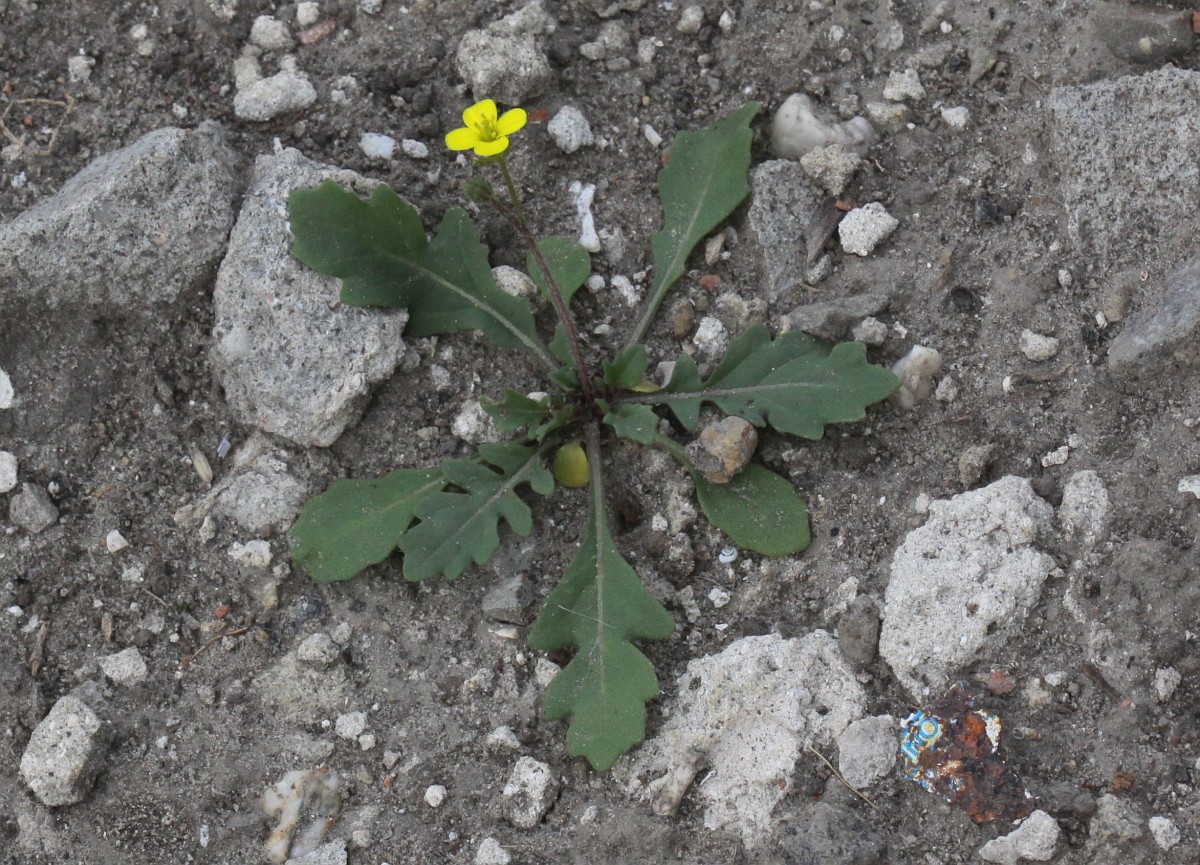 Diplotaxis muralis, Annual Wall-rocket